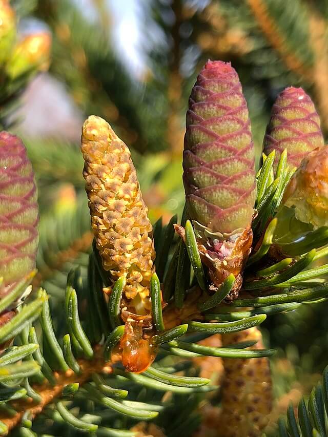 blue spruce male cones