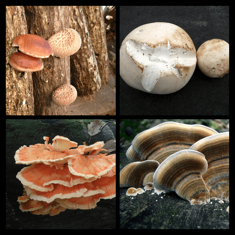 Foraging and Wild Edibles - Eat The Planet