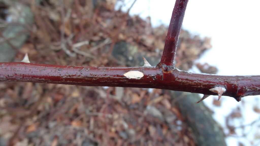 Multiflora Rose, An Invasive But Nutritious Wild Edible - Eat The Planet
