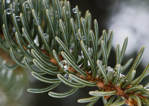 Spruce - Surprisingly Edible Abundant Evergreen Tree - Eat The Planet