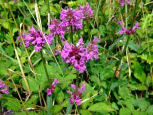 Wood Betony, a Fascinating Herb with Many Benefits - Eat The Planet