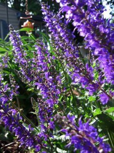 Catmint, a Useful and Irresistible Herb - Eat The Planet