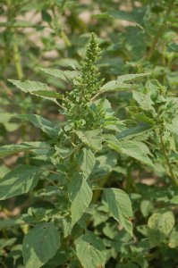 Redroot Pigweed, a Humble and Underrated Wild Edible - Eat The Planet