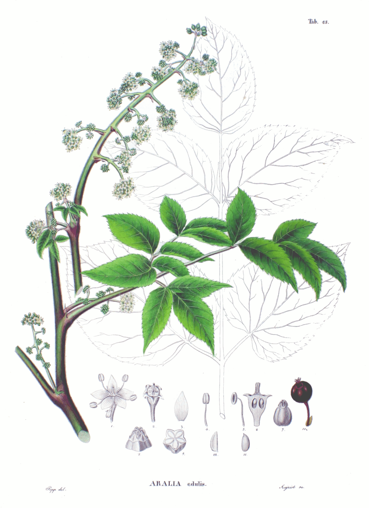 Aralia, Golden Foliage and Edible Shoots - Eat The Planet