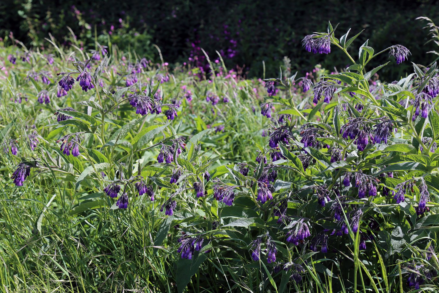 Comfrey, Nutritious Fertilizer and Charming Flowers - Eat The Planet