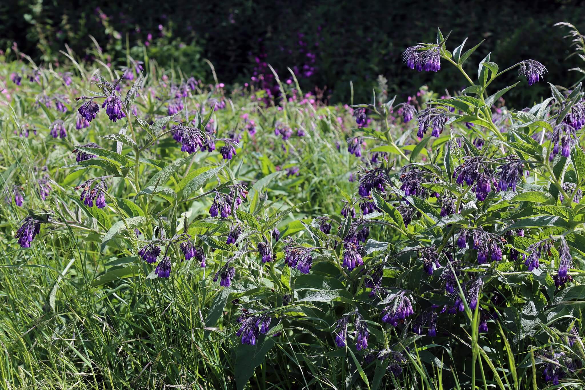 Comfrey, Nutritious Fertilizer and Charming Flowers - Eat The Planet