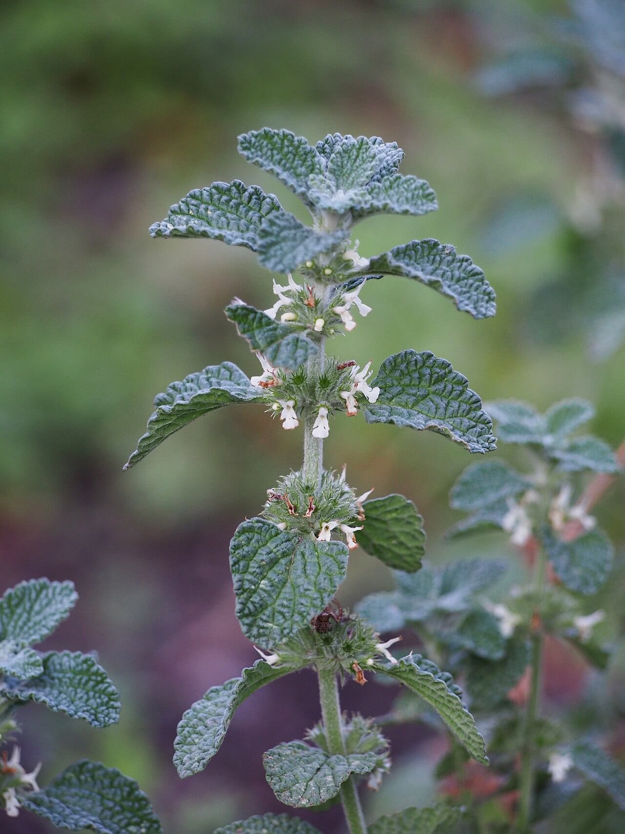 Horehound, A Weed to Some a Treat to Others - Eat The Planet