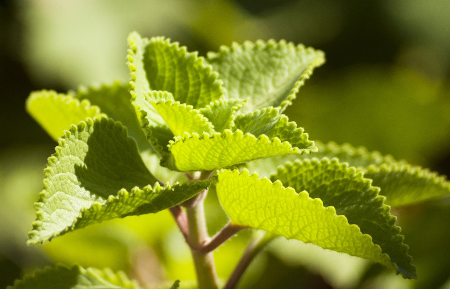 Cuban Oregano, Aromatic Depth and Ornamental Foilage - Eat The Planet