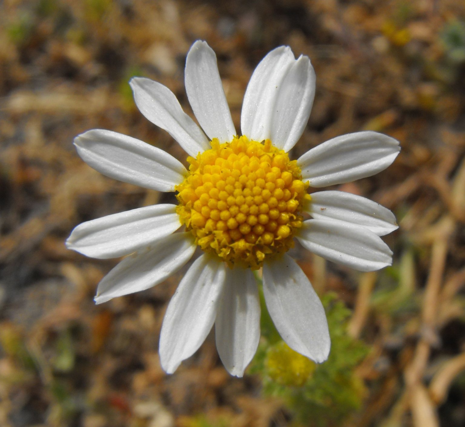 Cotula, Strong Aroma and Herbal Teas - Eat The Planet