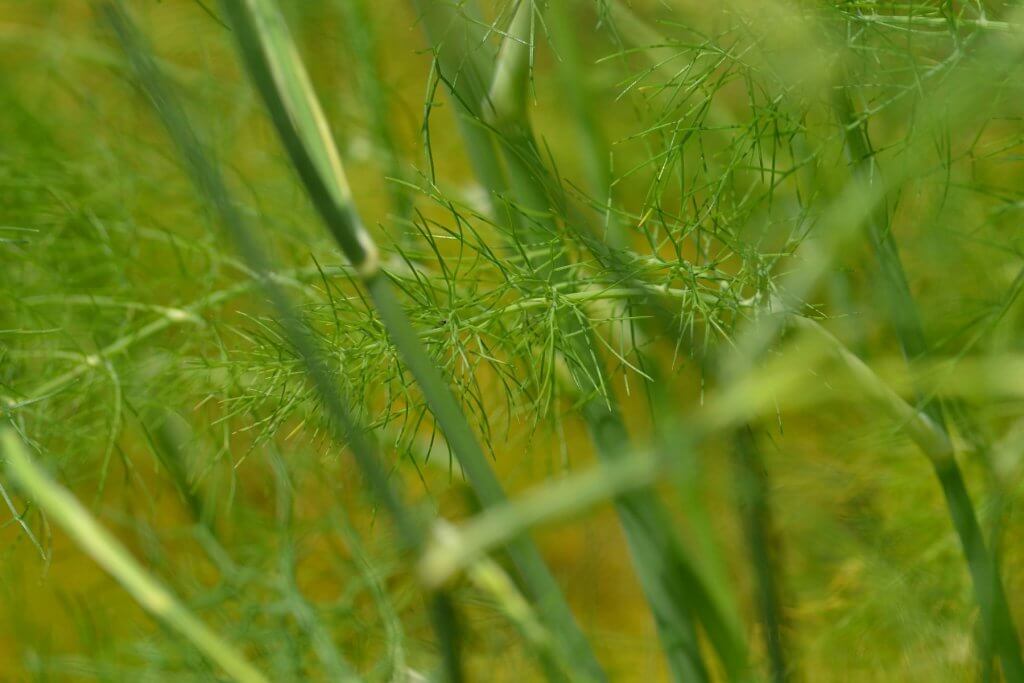 Fennel, Delicate Foilage and Highly Aromatic - Eat The Planet