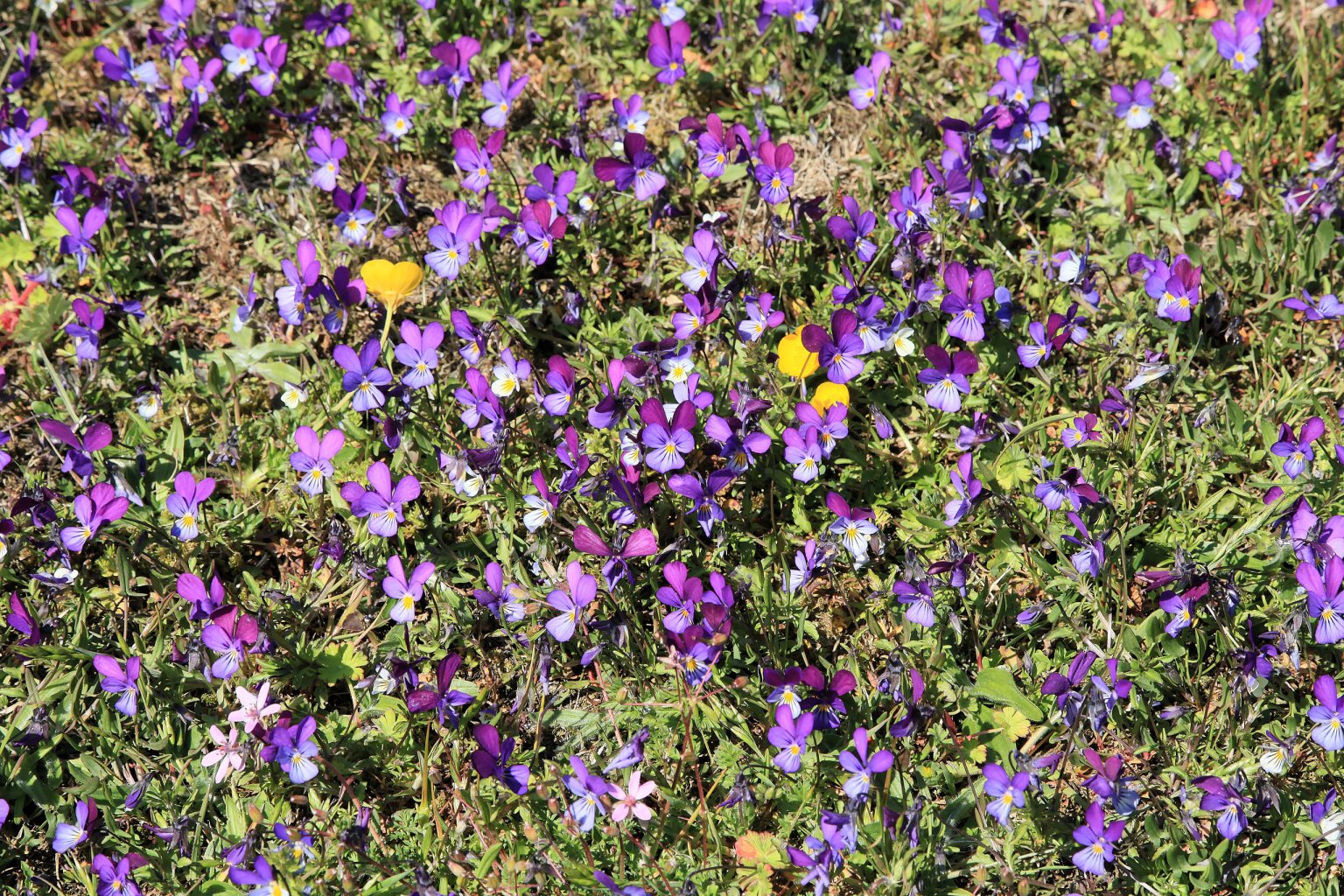 Johnny Jump up (Heartsease), Dainty and Fragrant Blooms - Eat The Planet