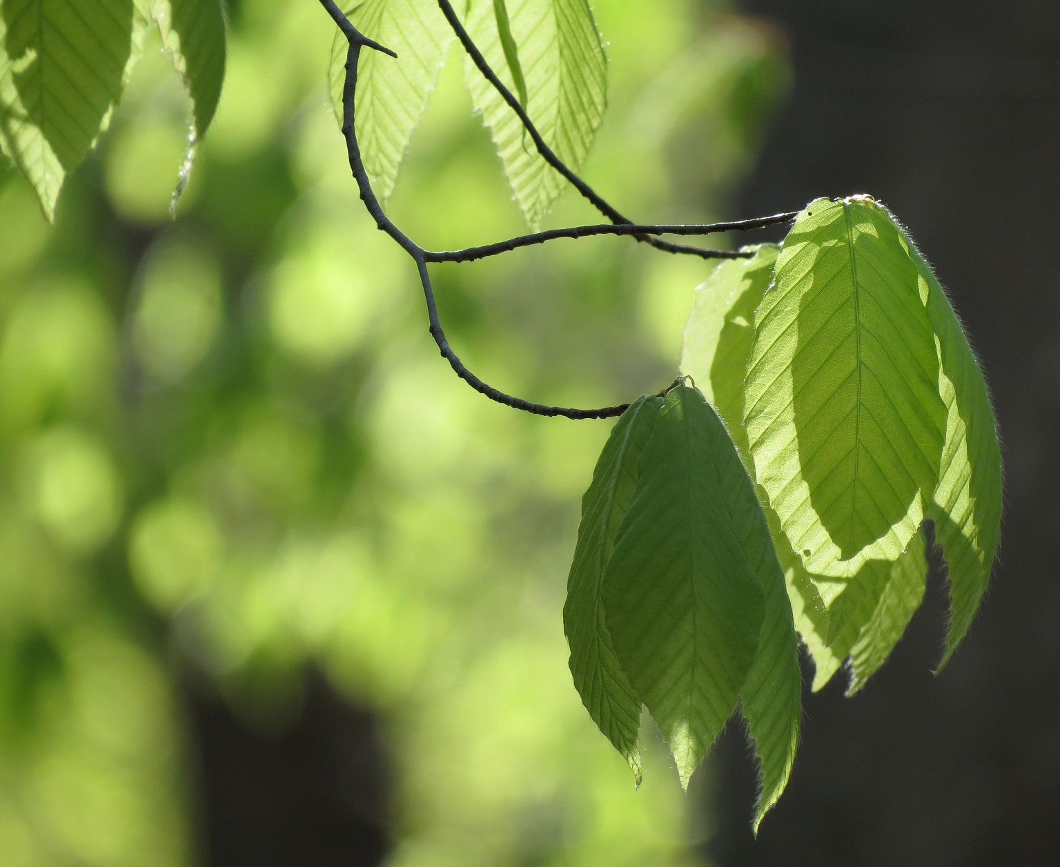 5 Common Trees with Edible Leaves - Eat The Planet