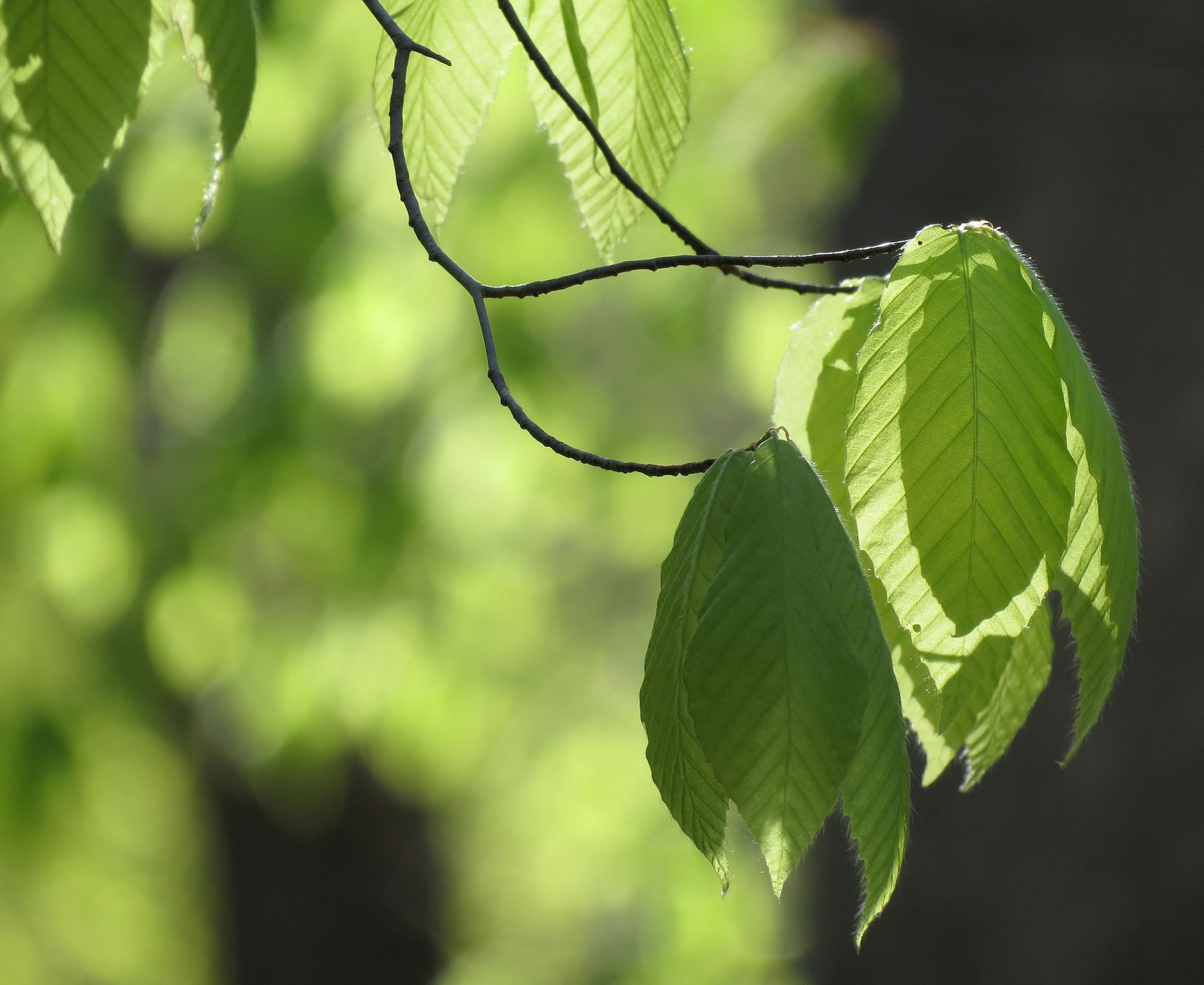 5 Common Trees with Edible Leaves - Eat The Planet
