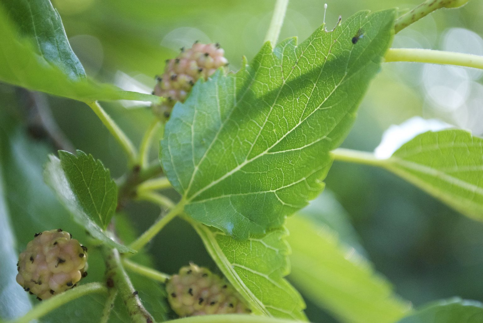 5 Common Trees with Edible Leaves - Eat The Planet