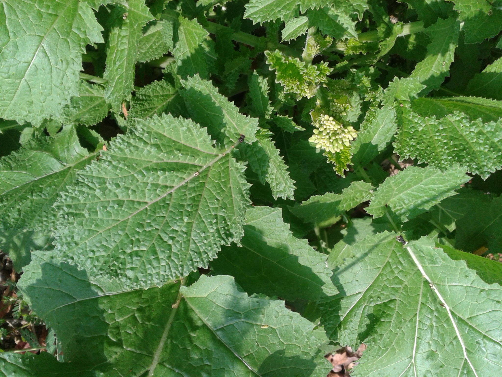 Wild Mustard, an Abundant Edible with Delicious Spice - Eat The Planet