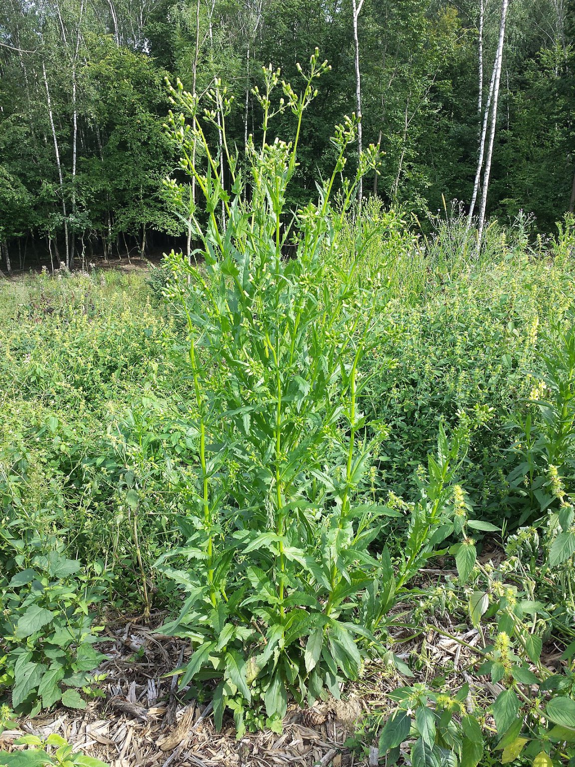 Fireweed, Love it or Hate it, a Bold and Versatile Herb - Eat The Planet