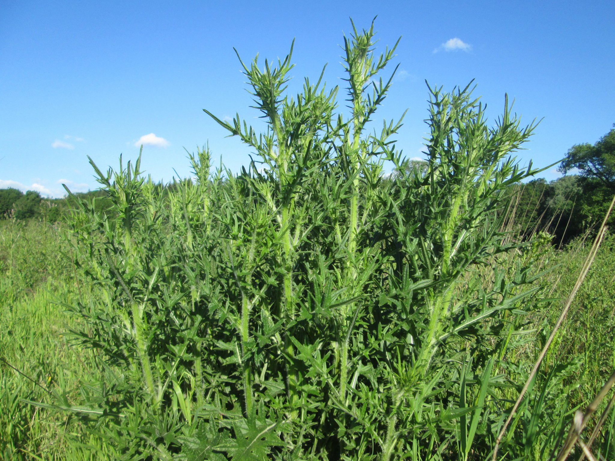 Thistle, Nutritious and Beautiful on the Inside - Eat The Planet