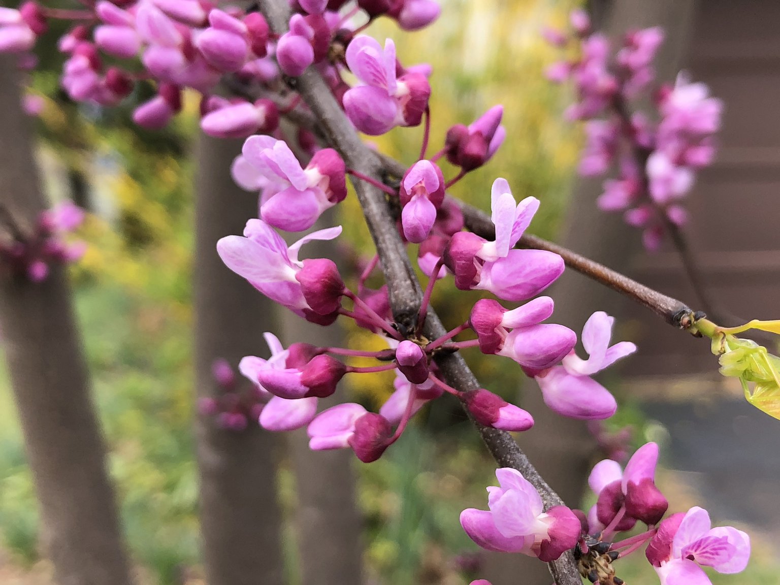 Redbud, a Bold and Beautiful Tree with Edible Flowers - Eat The Planet