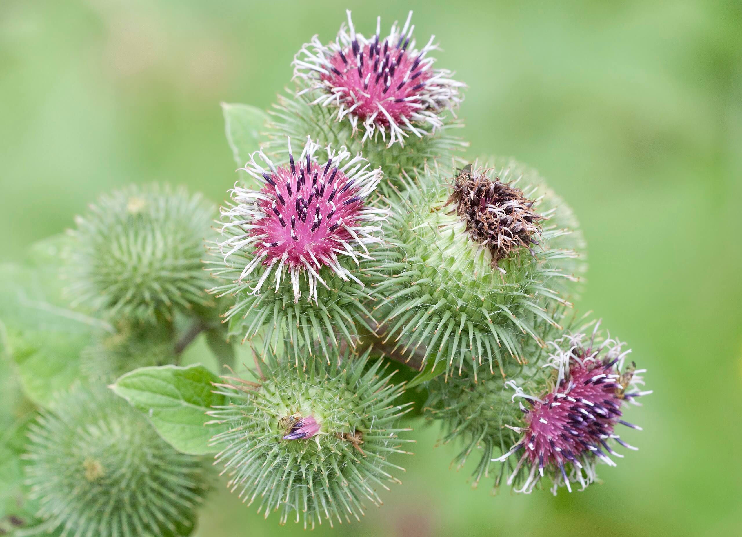 Burdock Distinctive Flowers And Nutritious Roots Eat The Planet