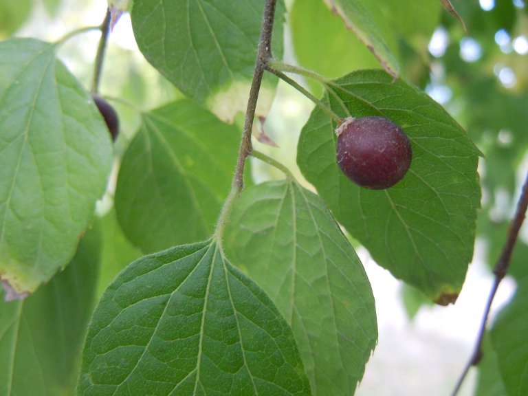 Hackberry, Small but very Flavorful Edible Berries - Eat The Planet