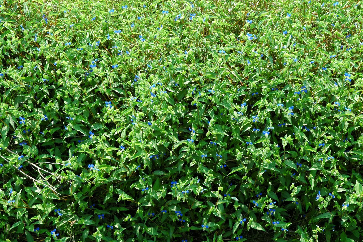 Day Flower, A Dainty and Overlooked Wild Edible - Eat The Planet