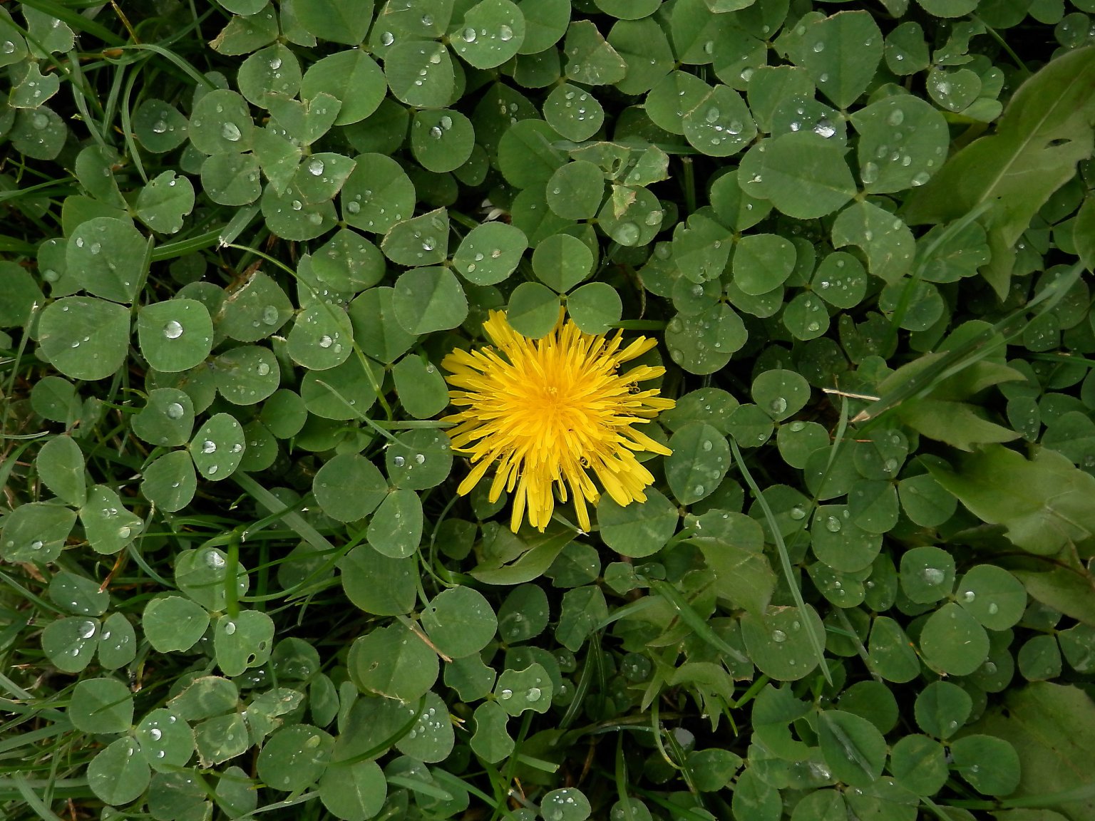 A Guide to Identifying Plants - Eat The Planet