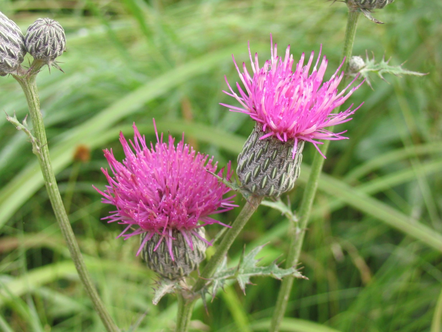 Thistle, Nutritious and Beautiful on the Inside - Eat The Planet