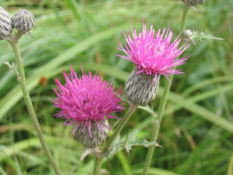 Thistle, Nutritious and Beautiful on the Inside - Eat The Planet