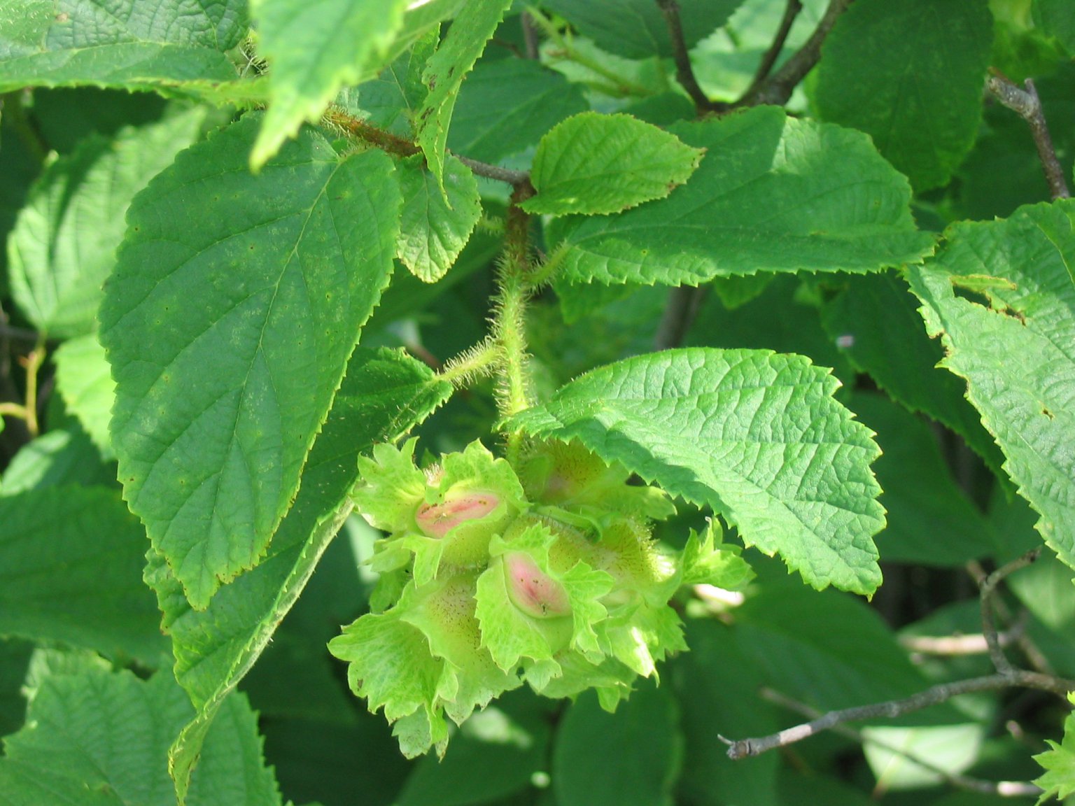 Hazelnuts, A Wild Favorite for Many Foragers - Eat The Planet