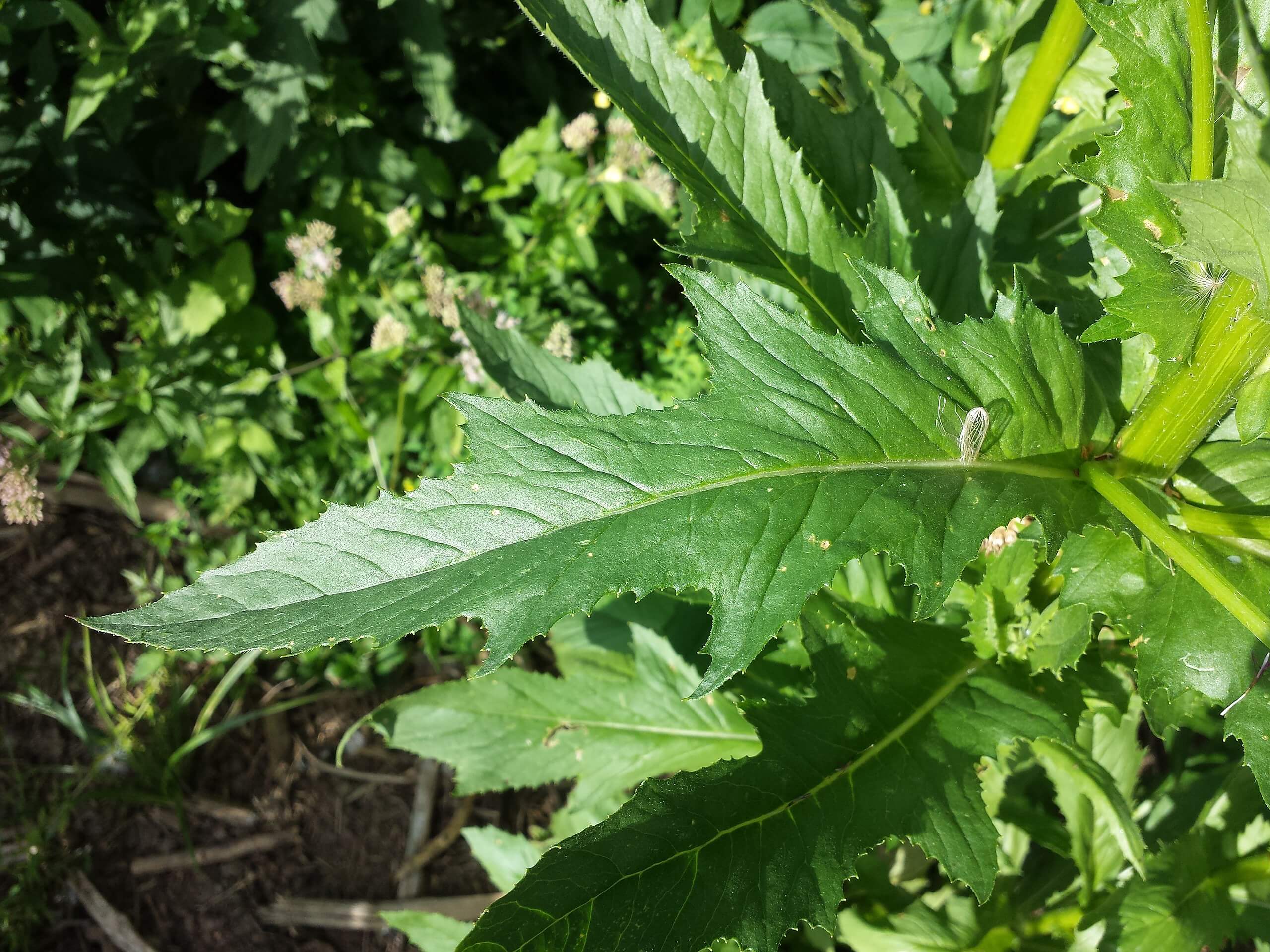 Fireweed, Love it or Hate it, a Bold and Versatile Herb - Eat The Planet