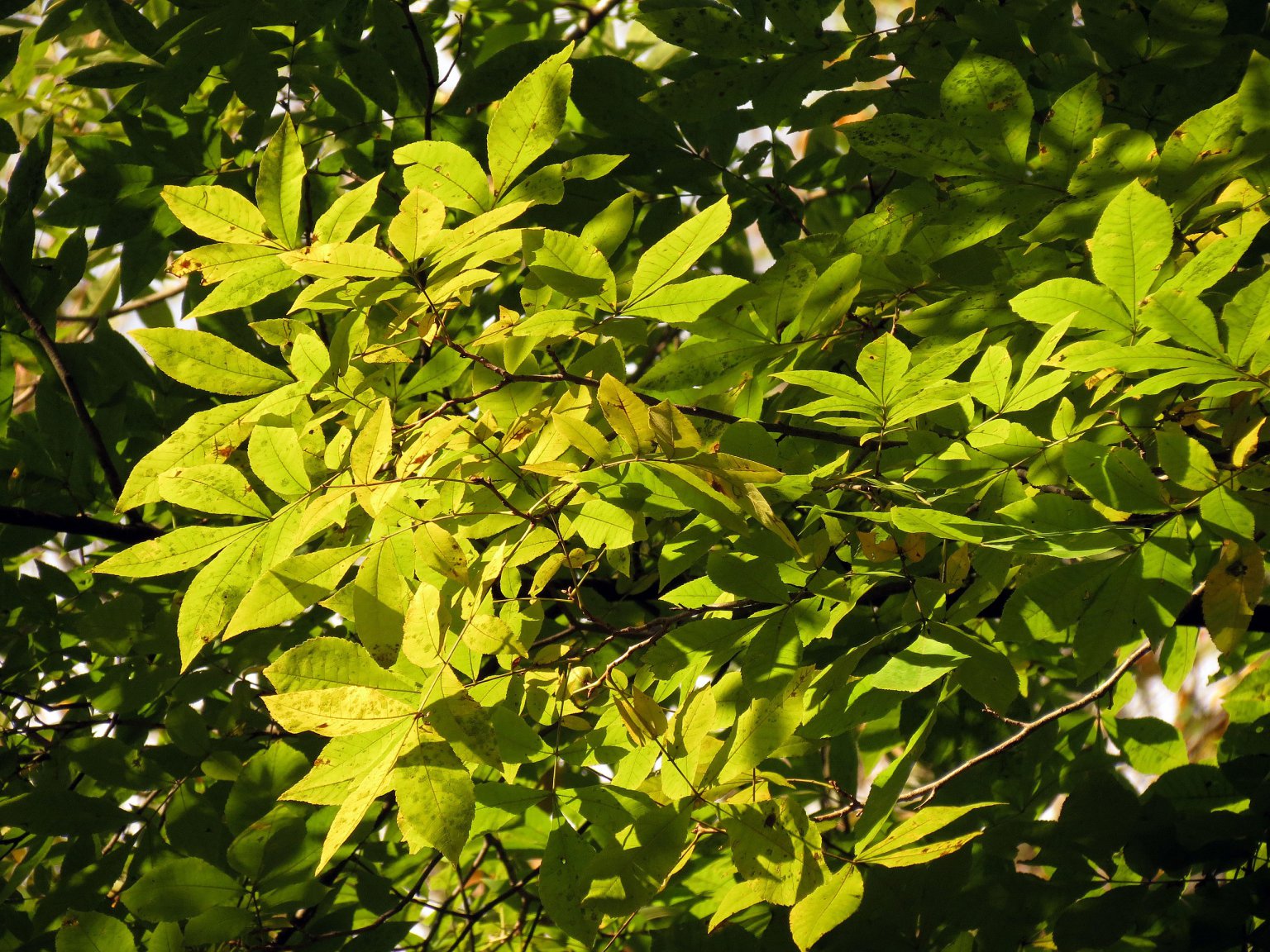 Ash, a Wild Edible with a Threatened Future - Eat The Planet
