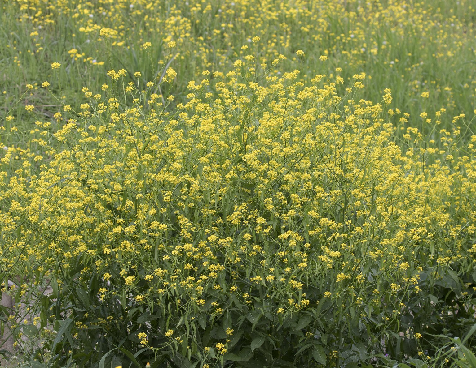Wild Mustard, an Abundant Edible with Delicious Spice - Eat The Planet