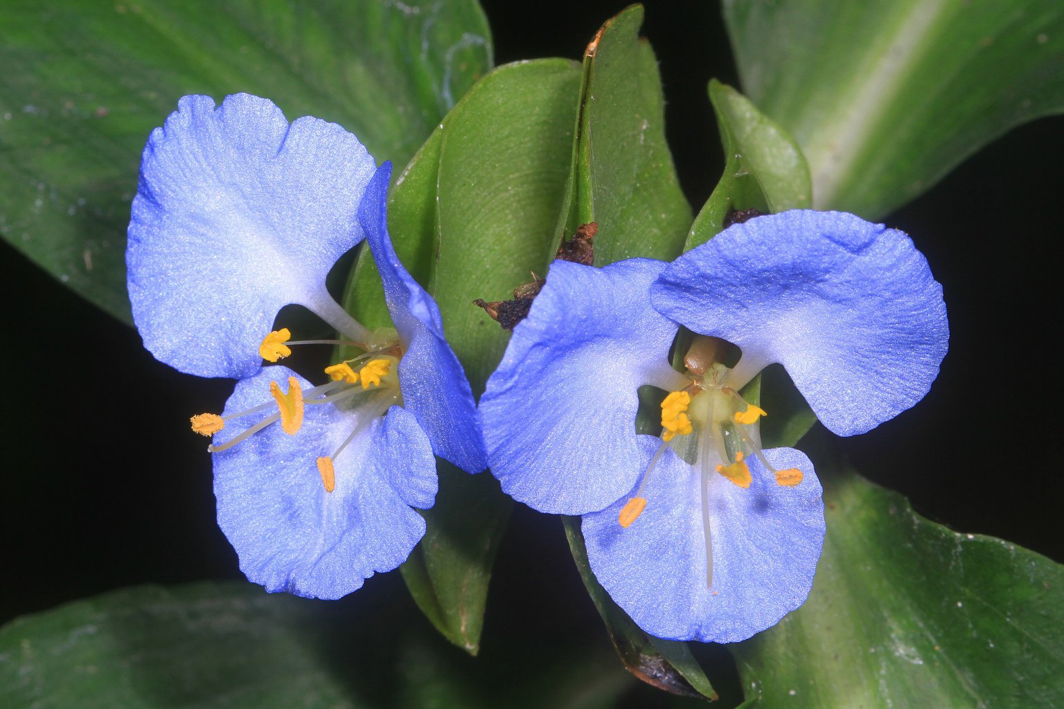 Day Flower, A Dainty and Overlooked Wild Edible - Eat The Planet