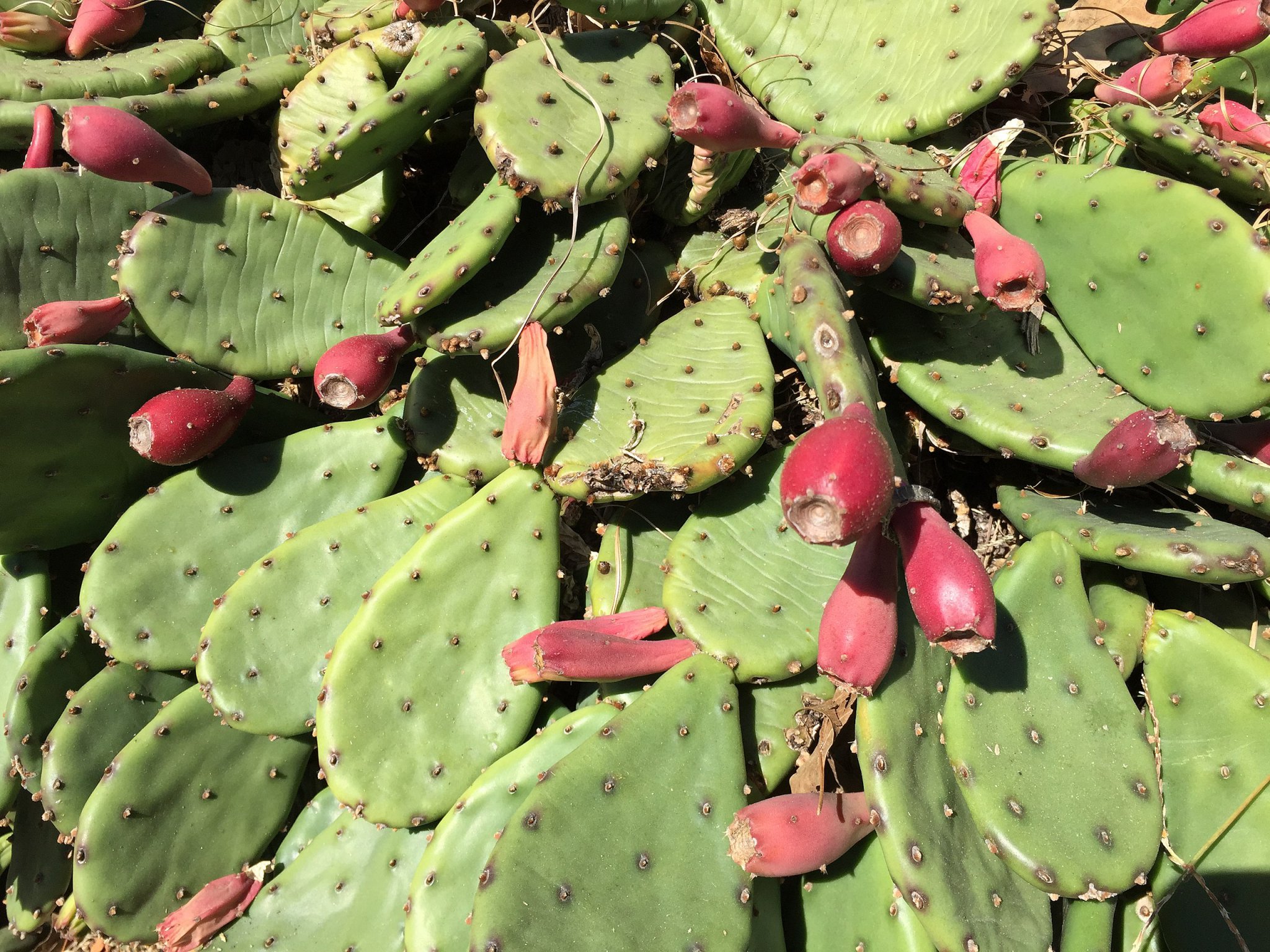 Eastern Prickly Pear, Hardy Spines Hiding a Sweet Treat - Eat The Planet