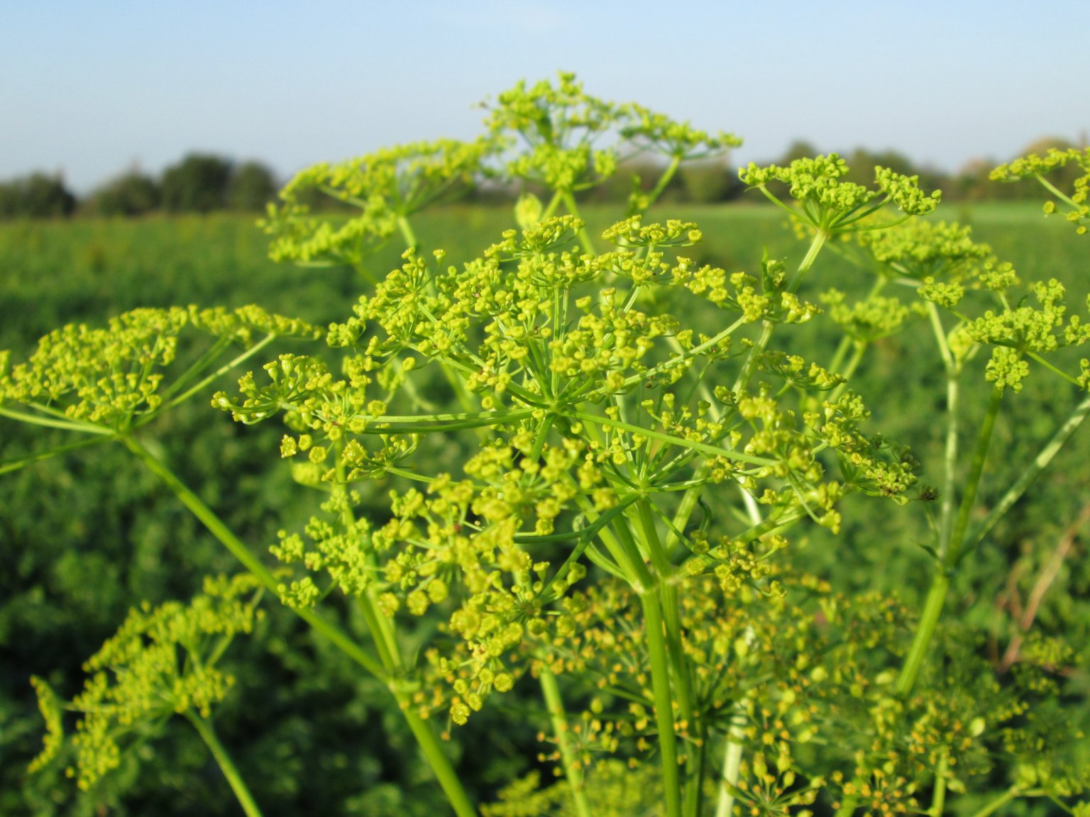 Wild Parsnip, Flagrant Foilage but a Tasty Taproot - Eat The Planet
