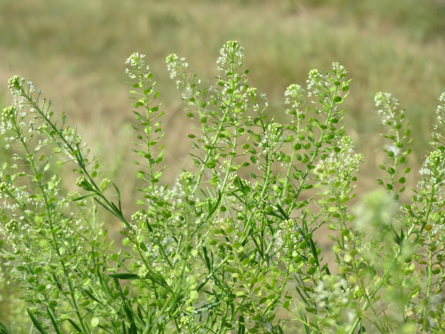 Peppergrass, Abundant and with a Delicious Peppered Flavor - Eat The Planet