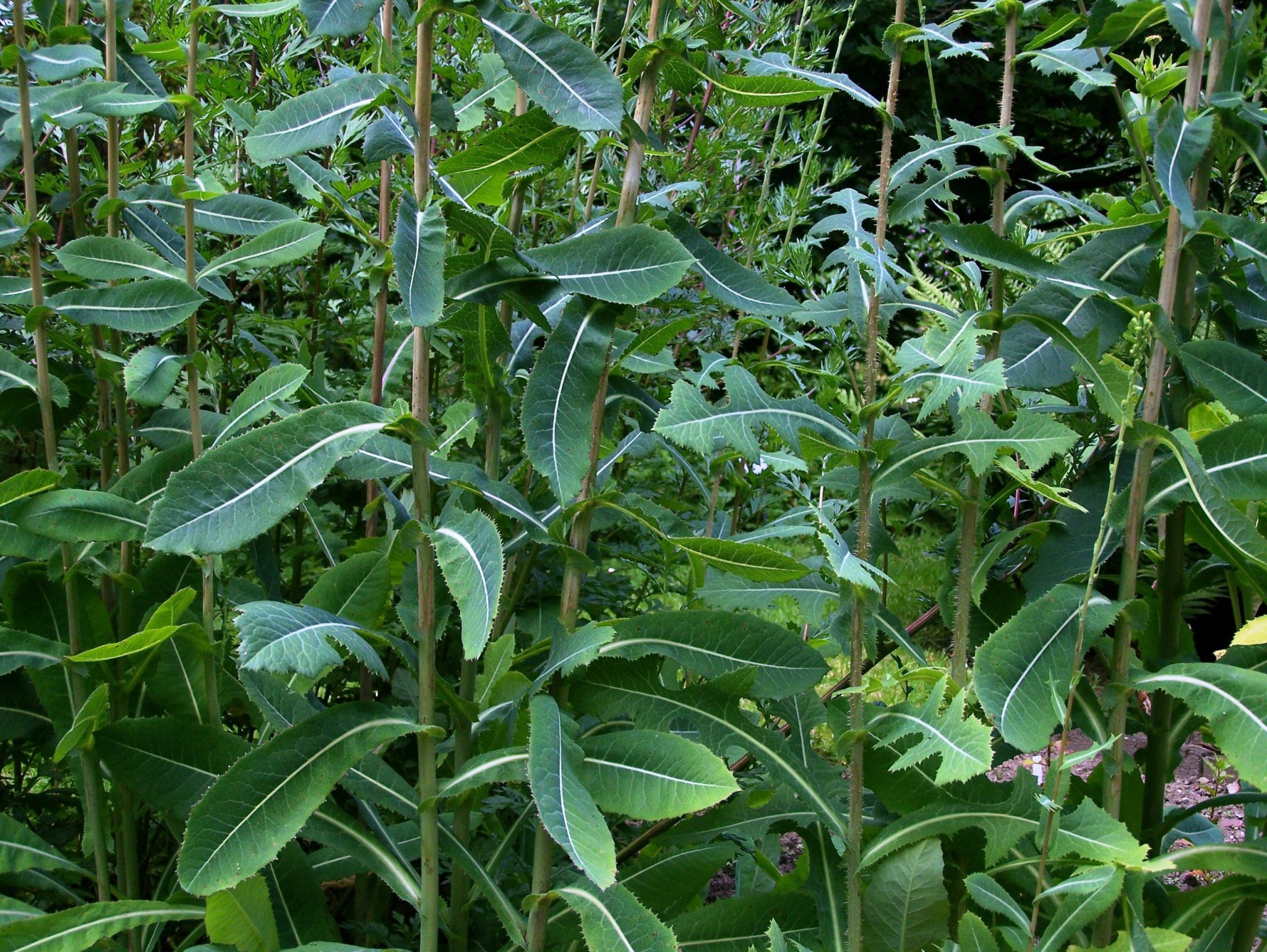Wild Lettuce, Tasty Greens and Valued Herbal Remedies - Eat The Planet