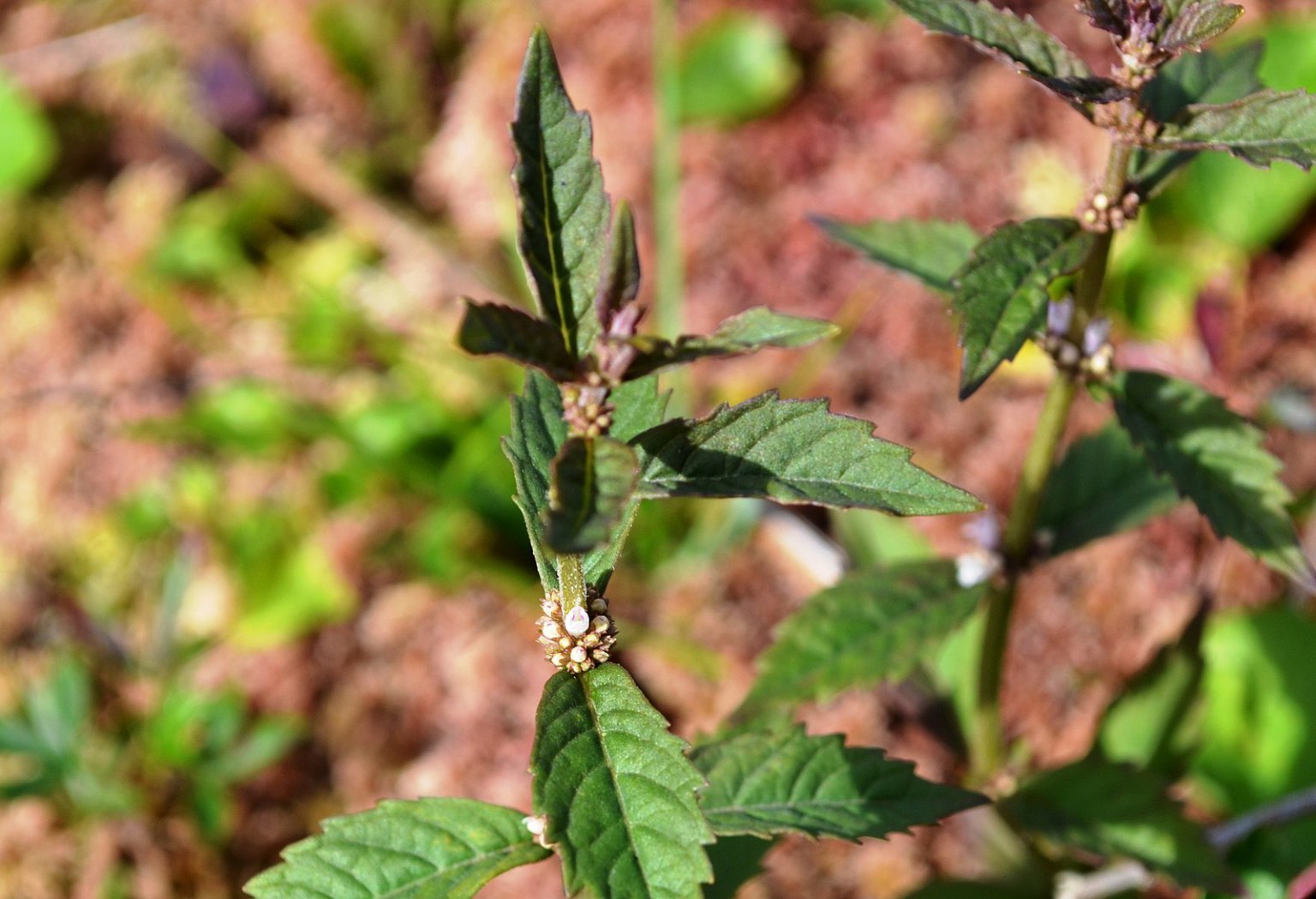 Bugleweed, Wild Edible and Alternative Herbal Remedy - Eat The Planet