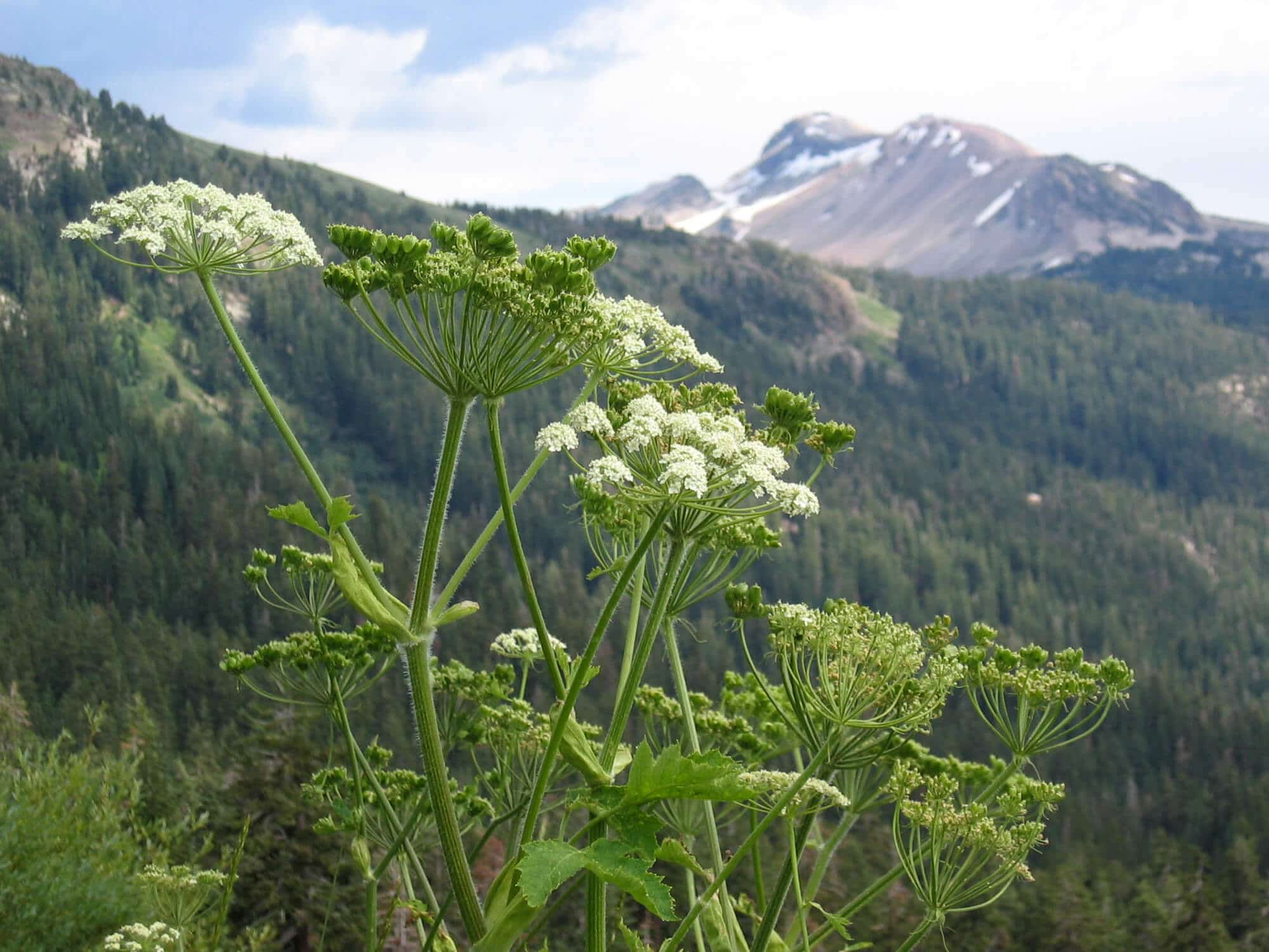 Cow Parsnip, Crisp Greens and a Surprisingly Aromatic Herb - Eat The Planet