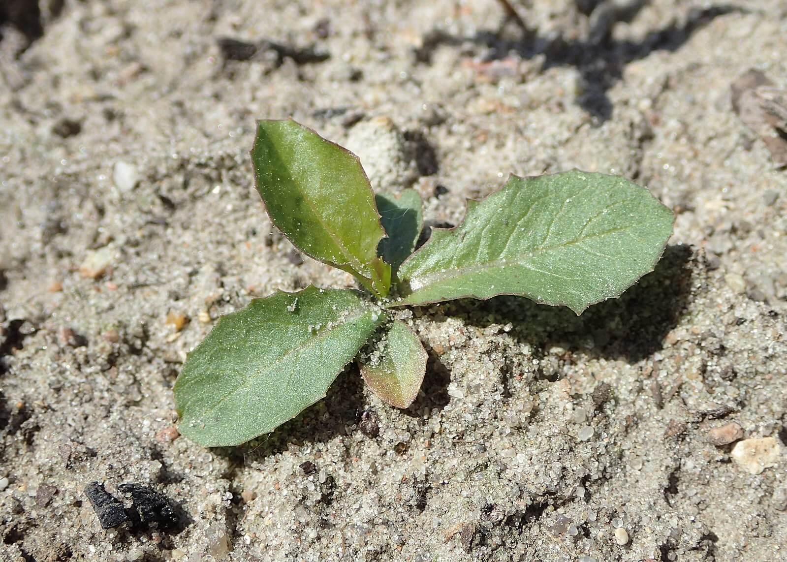 Wild Lettuce, Tasty Greens and Valued Herbal Remedies - Eat The Planet