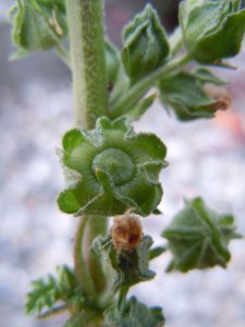 Common Mallow, a Wild Edible Often Found in Lawns - Eat The Planet
