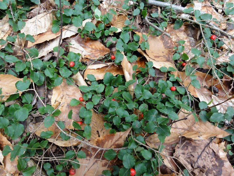 Partridge Berry, a Nutritious Trailside Treat - Eat The Planet