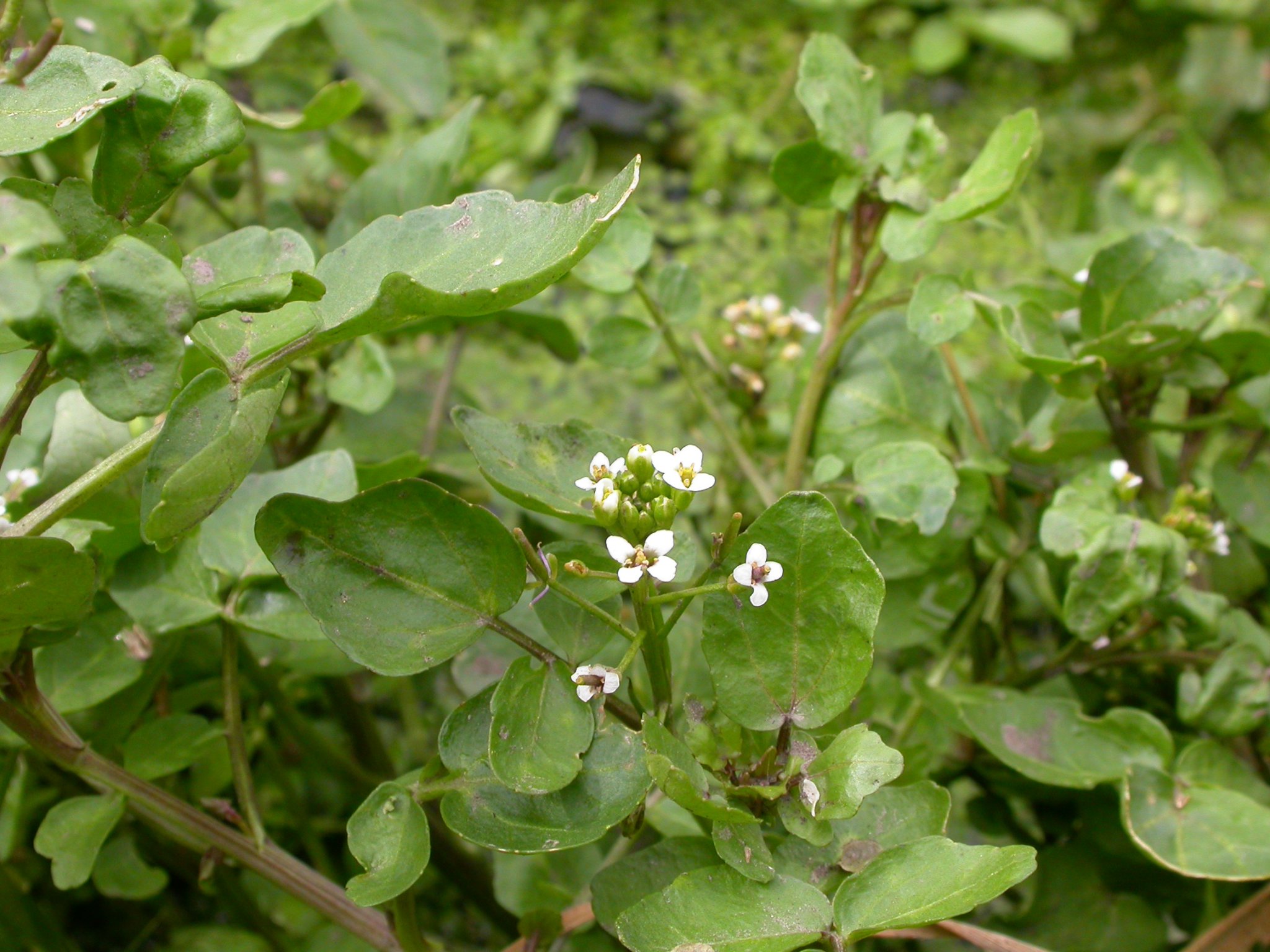 Watercress, a Peppery Wild Edible with Informed Foraging - Eat The Planet