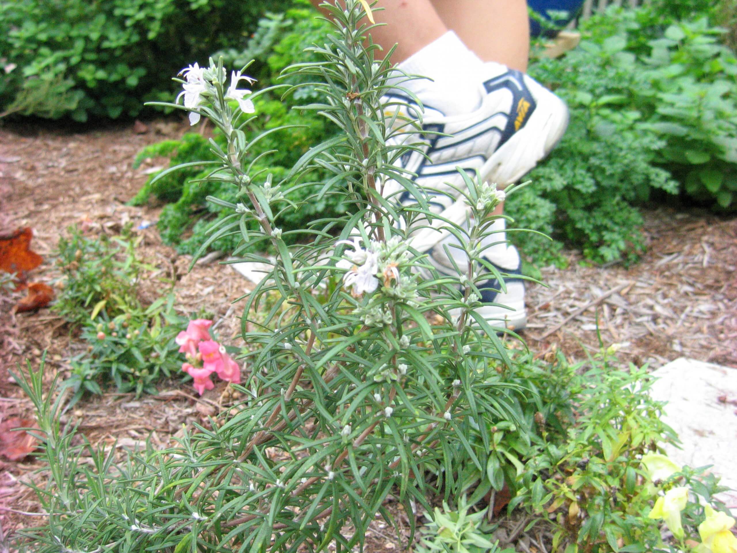 Rosemary: A fragrant blessing in herby disguise - Eat The Planet