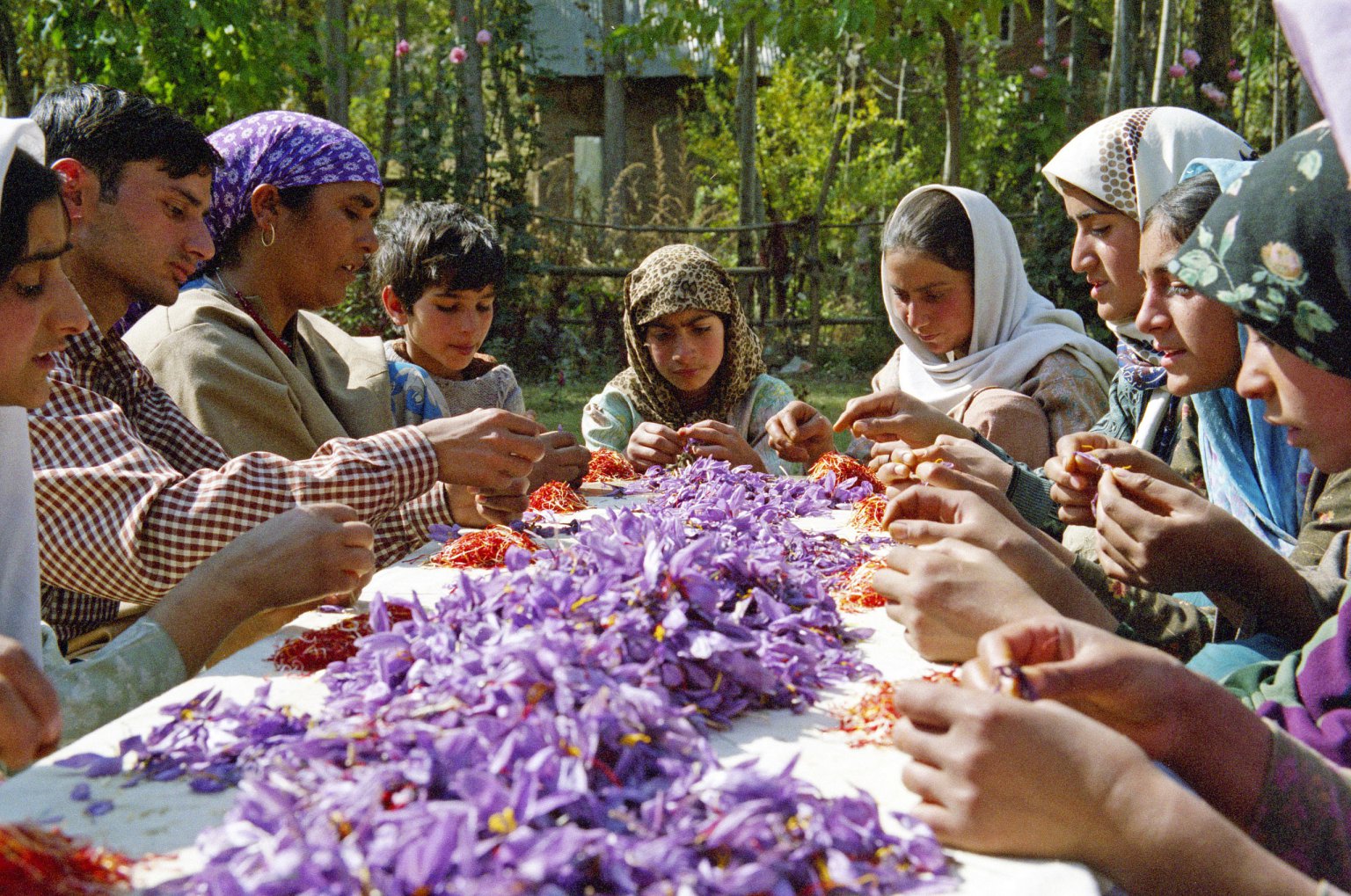 Saffron, a Highly Prized Spice of Luxury and Healing - Eat The Planet