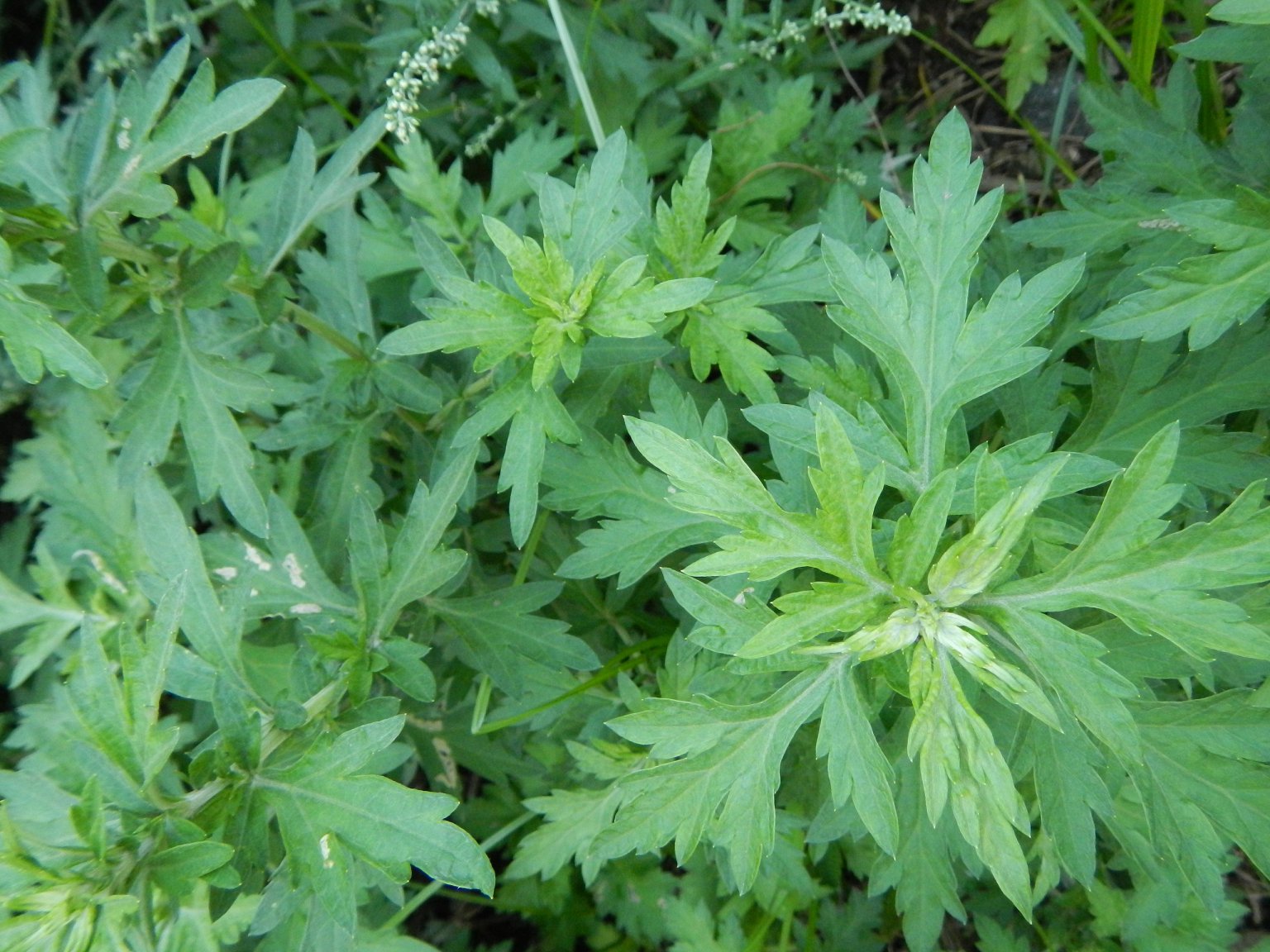 Mugwort, an Age-Old Herb that Uncovers Our Herbal History - Eat The Planet