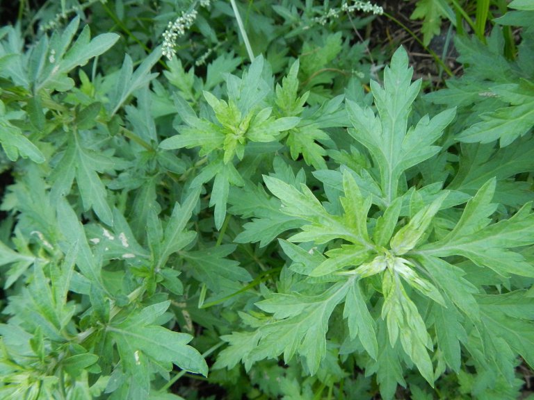 Mugwort, an Age-Old Herb that Uncovers Our Herbal History - Eat The Planet