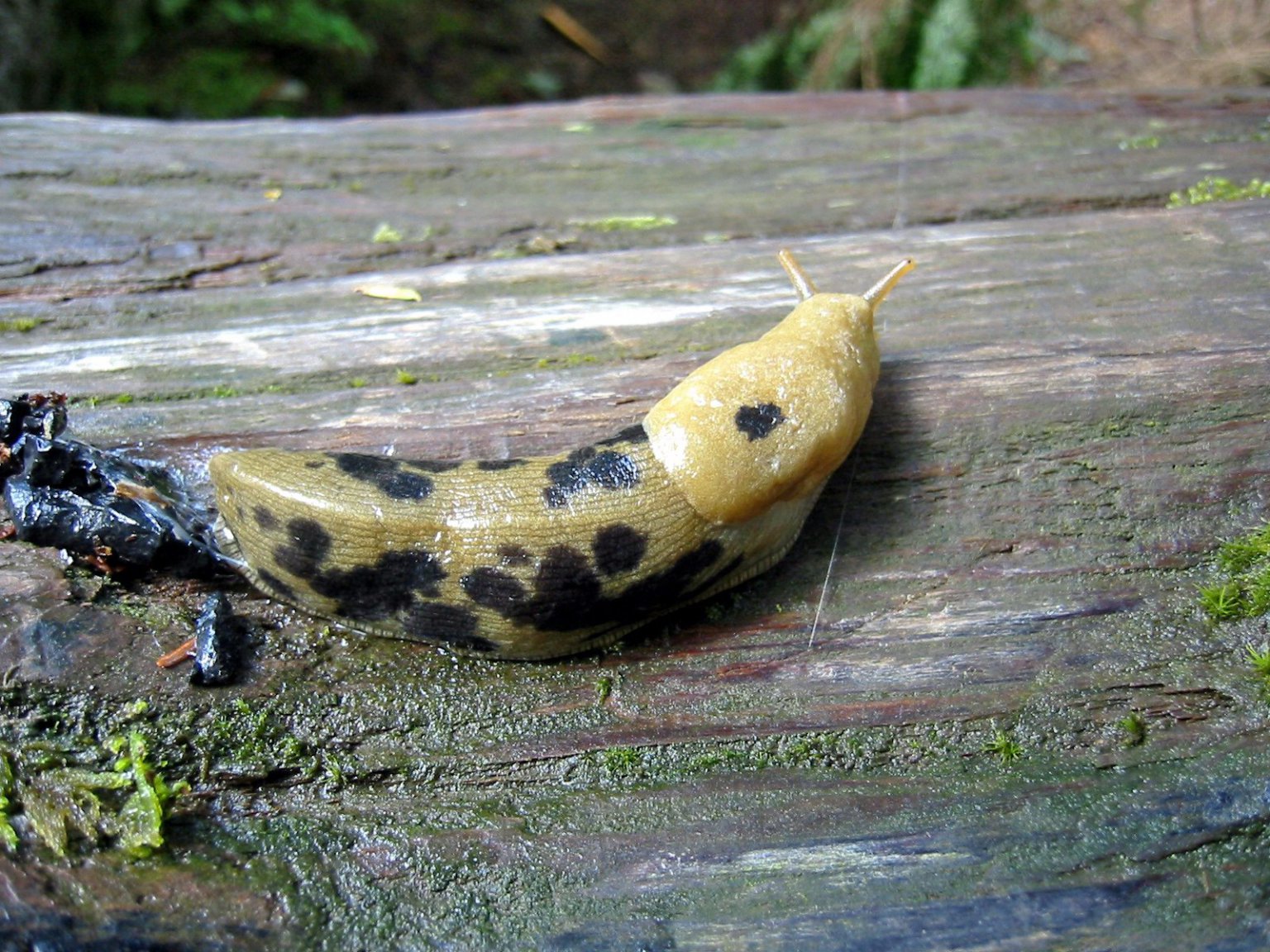 The Wonder of Slugs: Nuisance or Delicacy? - Eat The Planet