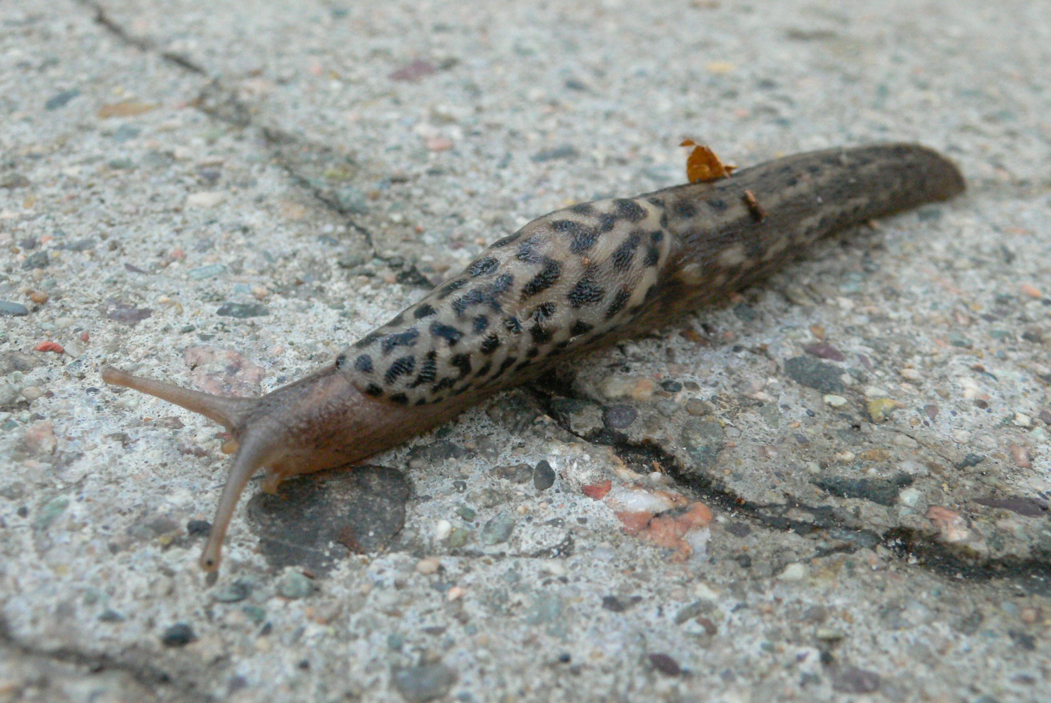 The Wonder of Slugs: Nuisance or Delicacy? - Eat The Planet
