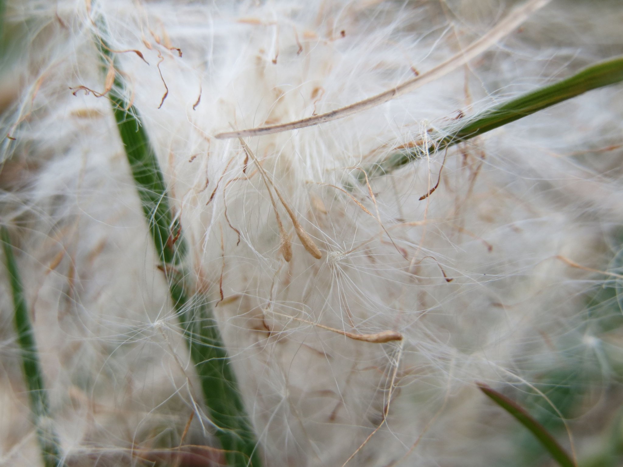 Common Cattail | Highly Familiar and Amazingly Versatile - Eat The Planet